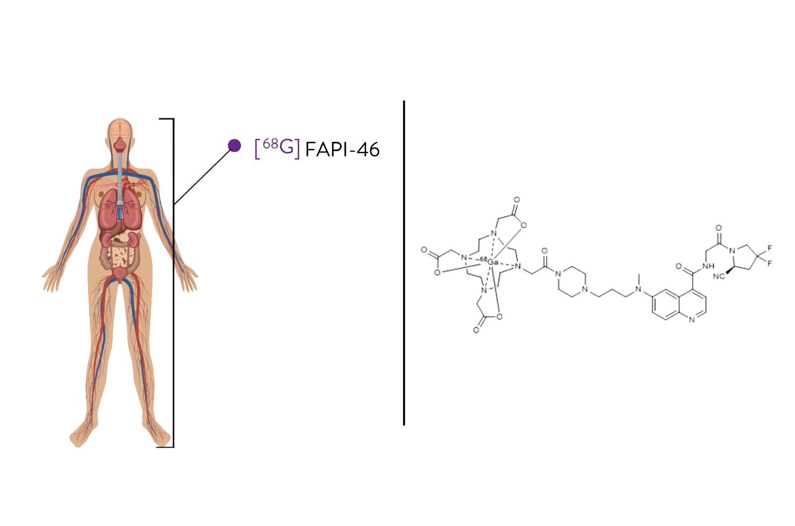 [68Ga]FAPI-46 | Trasis