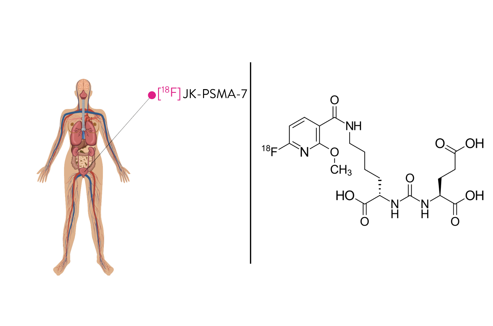 [18F]JK-PSMA - 7 | Trasis
